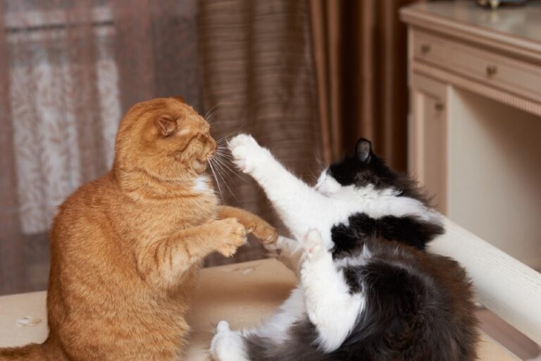 Will Cats Fight to the Death? Causes of Fights & How to Prevent Them ...