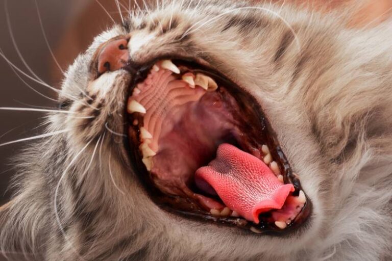 What Is the Vomeronasal Organ (Jacobson's Organ) in Cats? Vet Approved ...