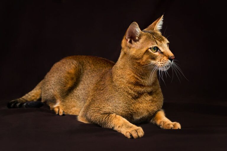 6 Types of Cat Breeds: Vet-Reviewed Facts (With Pictures) | The Vet Desk