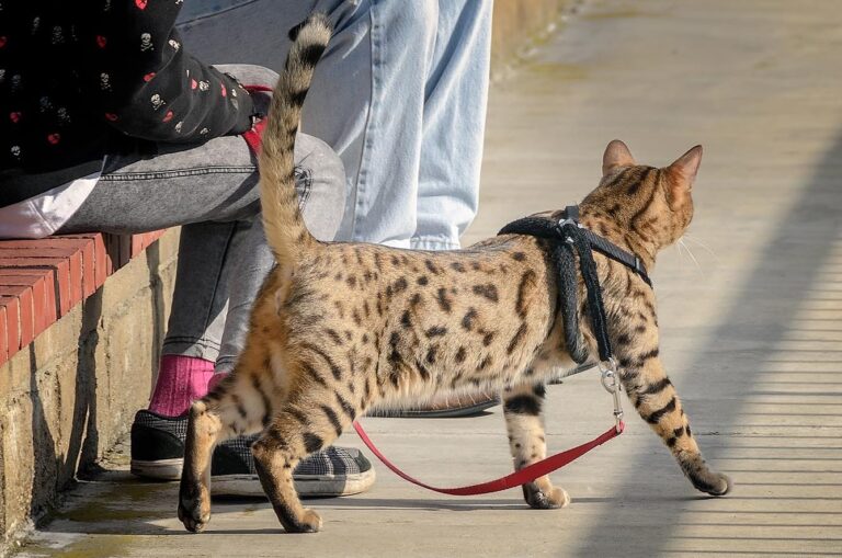 Cheetoh Cat Breed: Info, Pictures, Care Guide & More | The Vet Desk