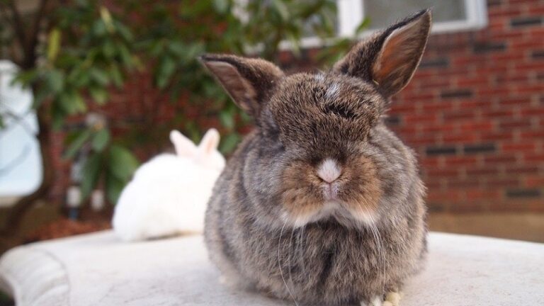 German Lop Rabbit: Info, Care, Temperament, Habitat & Traits (With ...