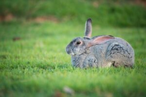 Standard Chinchilla Rabbit Breed Info: Pictures, Traits & Facts | The ...