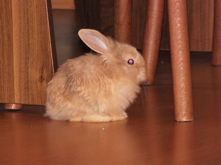 5 Most Aggressive Rabbit Breeds (With Info & Pictures) | The Vet Desk