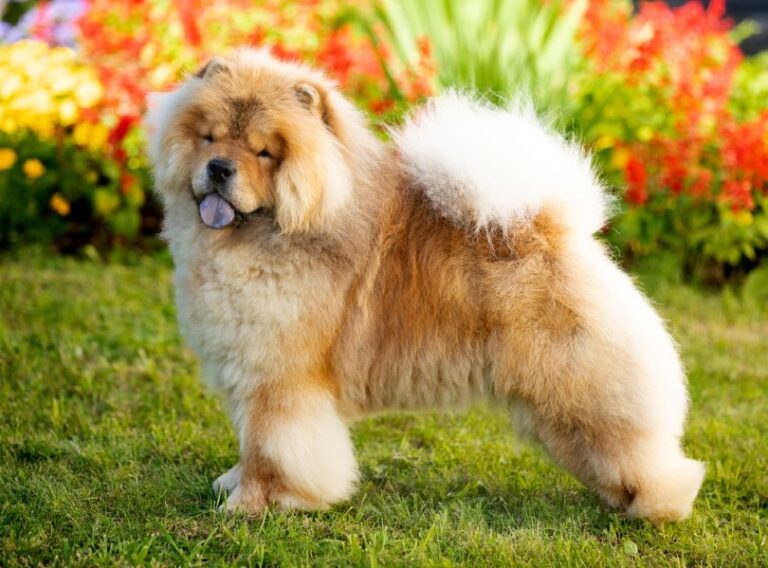 Chow Chow Dog Breed Guide: Info, Pictures, Care & Traits | The Vet Desk