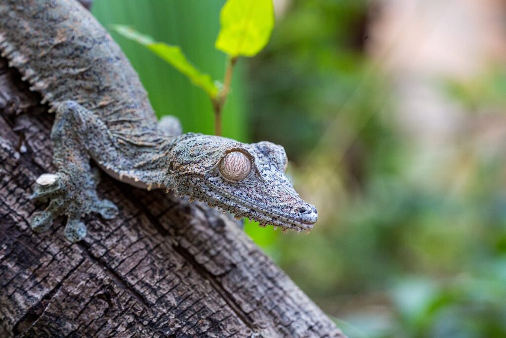 Giant Leaf-Tailed Gecko: Info, Care Guide, Varieties & Lifespan (With ...