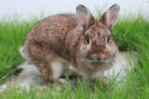 Why Is My Rabbit Breathing Fast? 8 Vet-Approved Reasons | The Vet Desk
