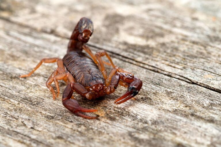 My Dog Was Stung by a Scorpion, What Should I Do? Vet Approved Advice ...