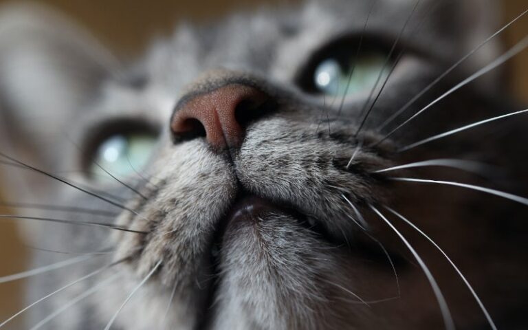10 Vet-Verified Facts About Your Cat’s Nose: Senses & What to Watch For ...