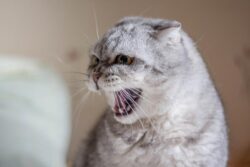 How to Calm an Aggressive Cat: 6 Vet-Verified Tips & Reasons | The Vet Desk