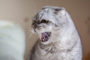 How to Calm an Aggressive Cat: 6 Vet-Verified Tips & Reasons | The Vet Desk