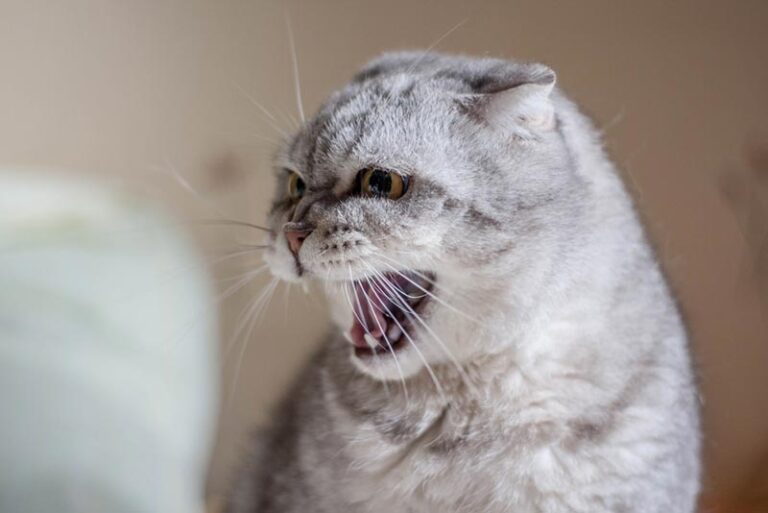 How to Calm an Aggressive Cat: 6 Vet-Verified Tips & Reasons | The Vet Desk