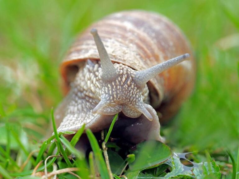 What Do Snails Eat in the Wild and as Pets? Diet & Health Facts | The ...