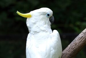 How Long Do Cockatoos Live? Vet-Reviewed Average Lifespan, Data & Care ...