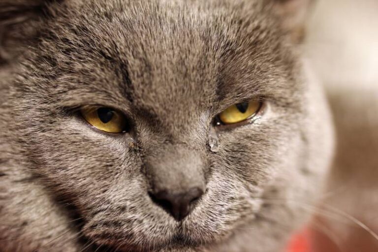 Do Cats Cry Tears Like Humans? Vet-Reviewed Facts & FAQ | The Vet Desk
