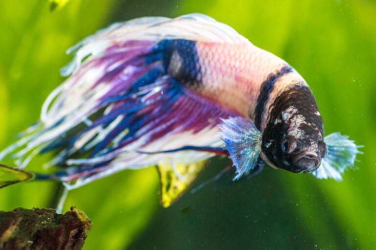 Siamese Fighting Fish: Care, Pictures, Lifespan & More | The Vet Desk