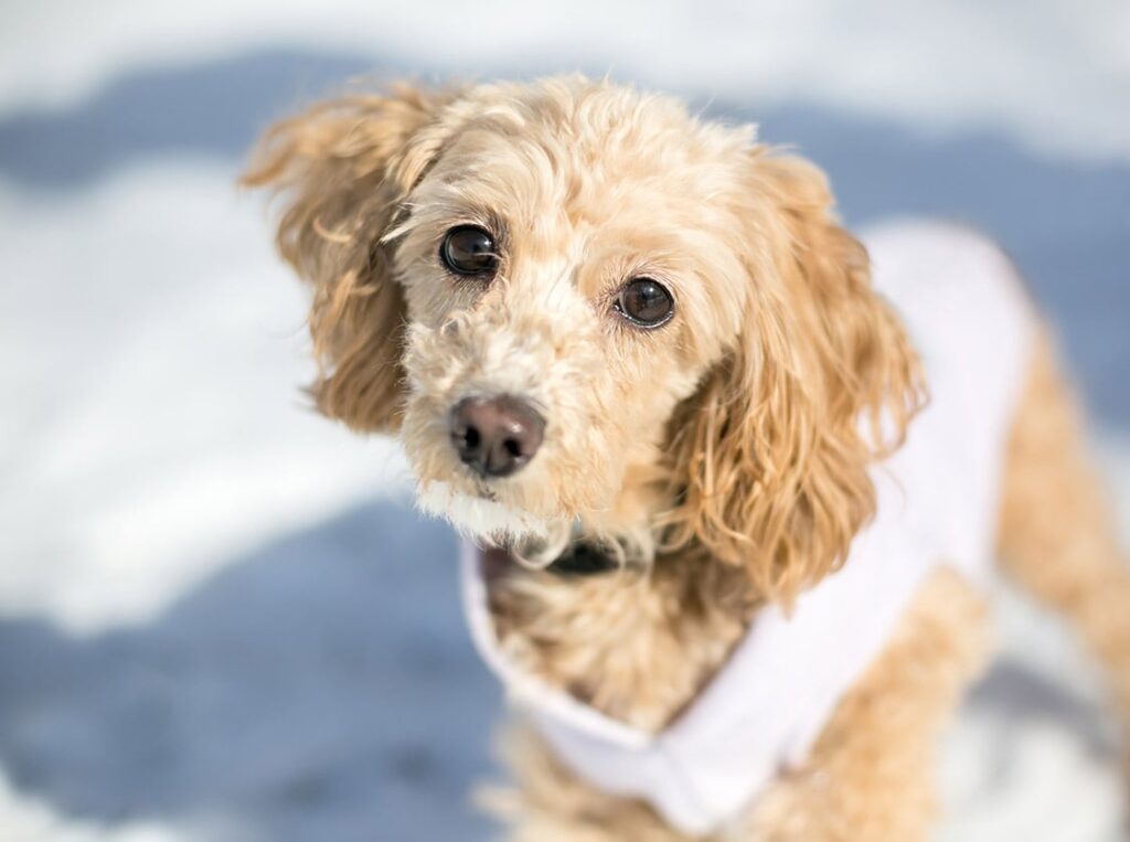 Cockapoo (Cocker Spaniel & Poodle Mix): Info, Pictures & Care | The Vet ...