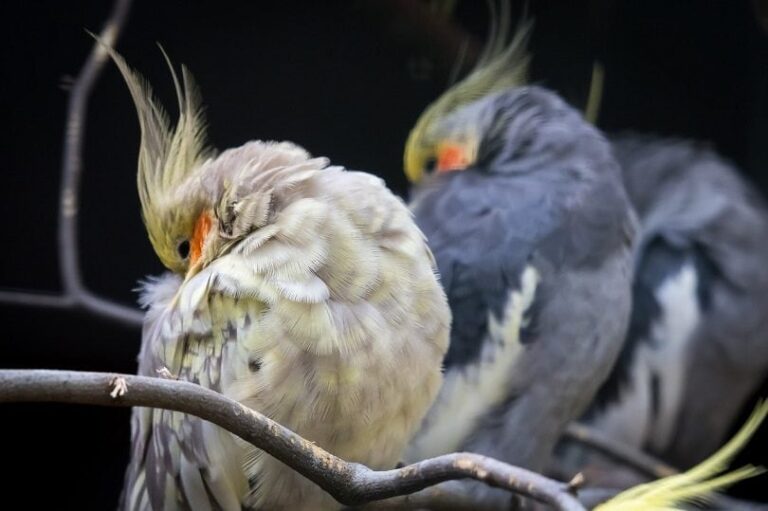 Why Do Cockatiels Hiss? 7 Reasons & What to Do | The Vet Desk