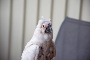 Psittacine Beak and Feather Disease (PBFD) in Pet Birds (Vet Answer ...