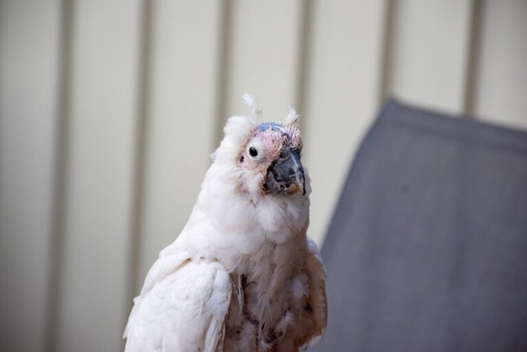 Psittacine Beak and Feather Disease (PBFD) in Pet Birds (Vet Answer ...