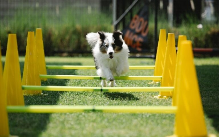 10 Vet-Verified Most Popular Sports for Dogs: Fun Activities You Will ...
