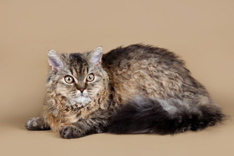4 Curly-Haired Cat Breeds: Info, Pictures, Facts & History | The Vet Desk
