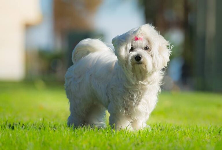 Do Dogs Have Periods? Vet-Reviewed Facts & FAQ | The Vet Desk