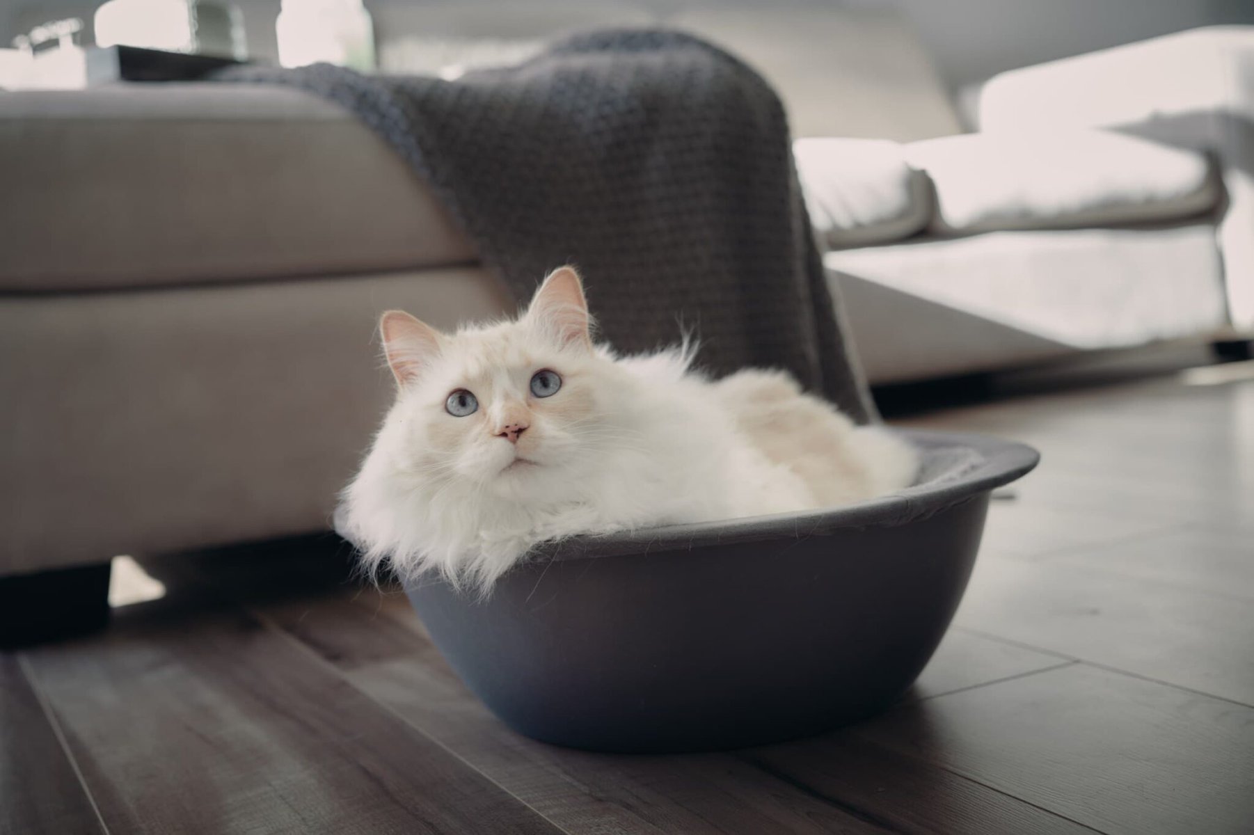 9 Best Cat Beds in 2026: Reviews & Top Picks | The Vet Desk