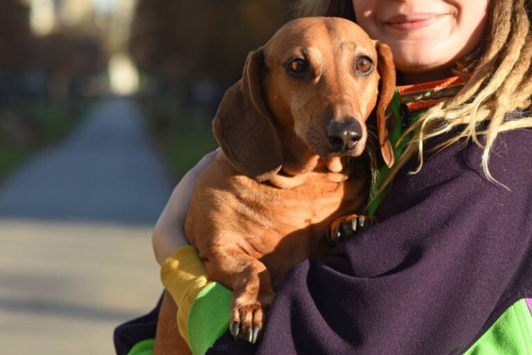 20 Best Companion Dog Breeds (With Info & Pictures) | The Vet Desk