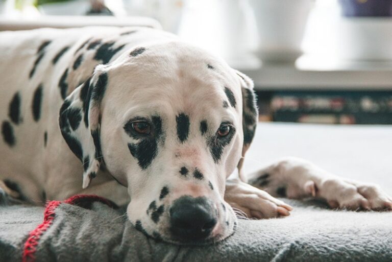 Can Dogs Get Monkeypox? Vet-Reviewed Facts & FAQ | The Vet Desk
