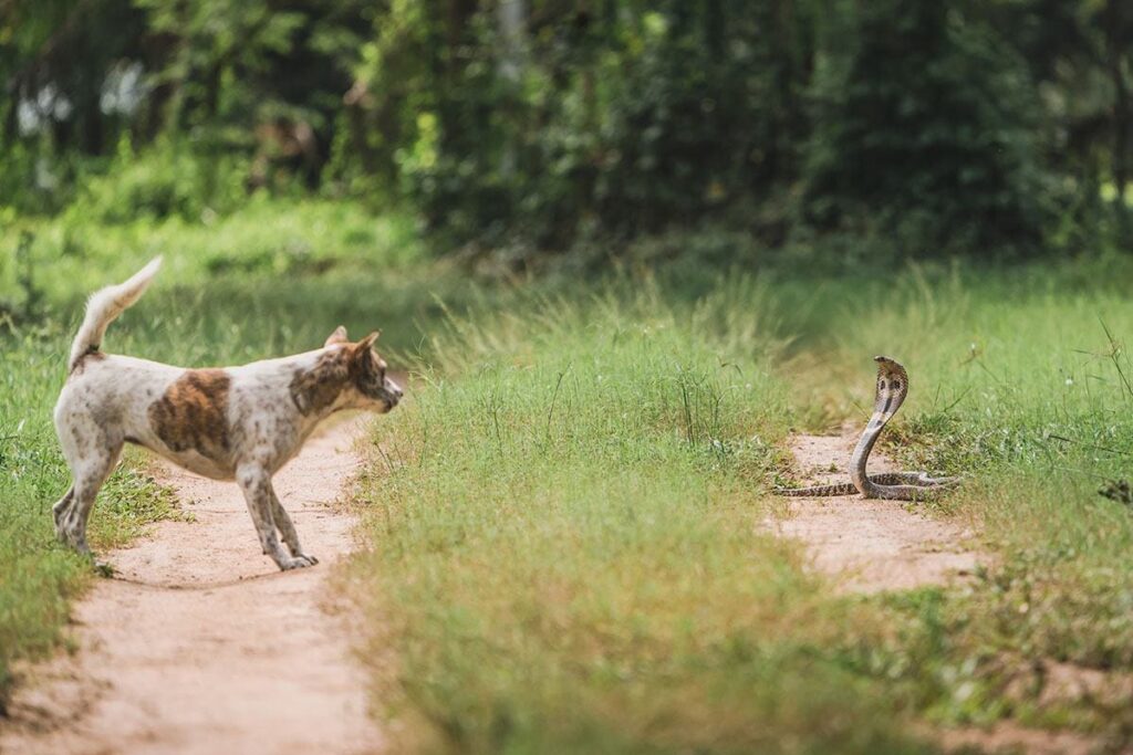 How to Teach Your Dog to Avoid Snakes: Our Vet Discusses Aversion ...