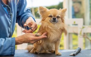 How to Trim Hair on Dogs' Paws: 8 Vet-Reviewed Tips & Advice | The Vet Desk