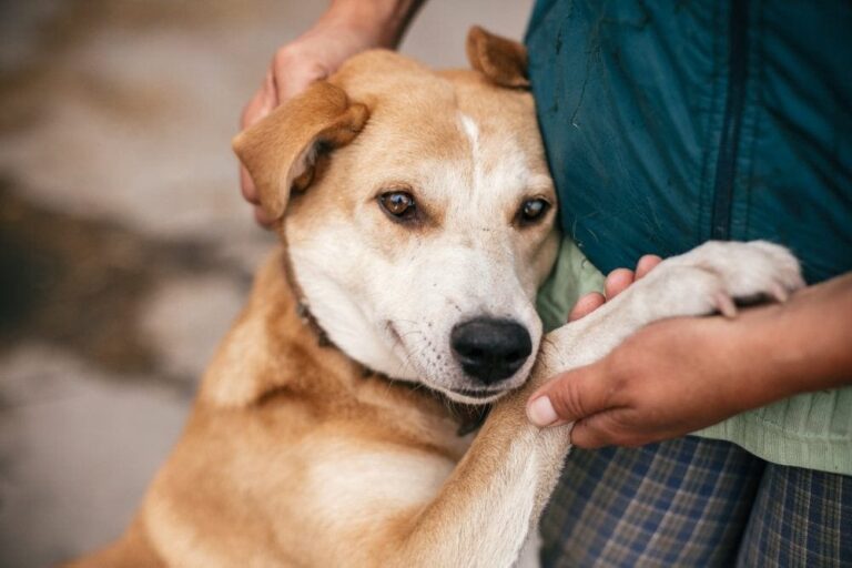 How to Get a Dog to Trust You: 11 Vet Approved Tips | The Vet Desk