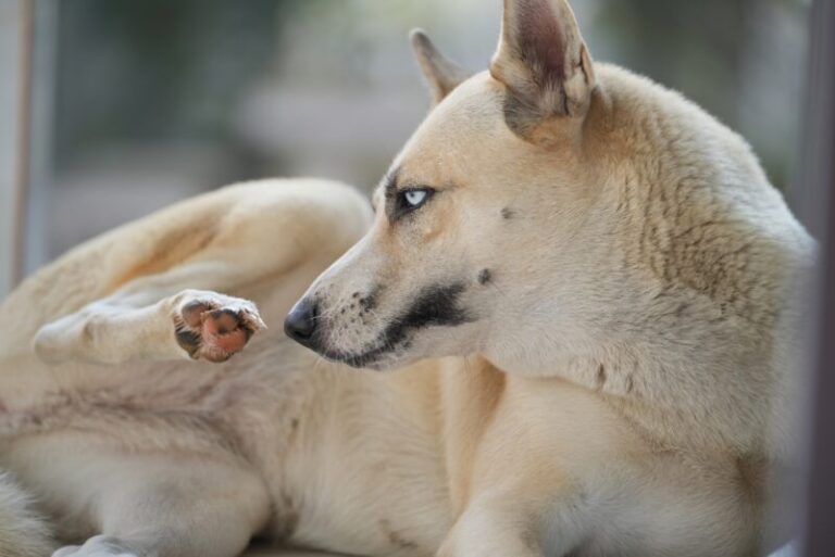 Why Does My Dog Chew and Bite His Feet? 7 Vet-Reviewed Reasons | The ...