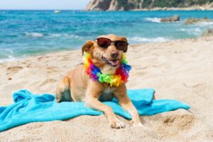 28 Vet-Verified Fun Summer Activities to Do With Your Dog (2026 Guide ...
