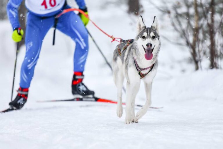 Skijoring With Dogs 101: The Coolest Winter Sport for Humans and Their ...