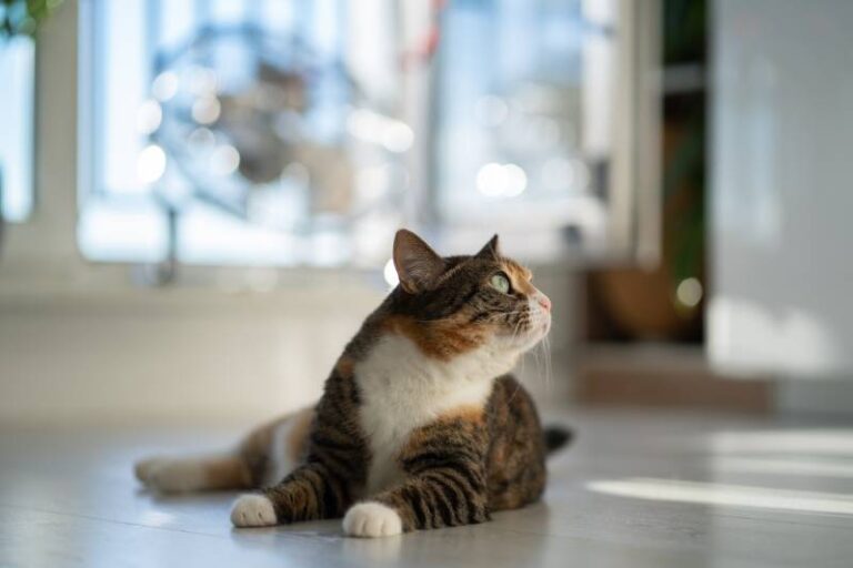 How Long Can You Leave a Cat Alone at Home? Vet-Verified FAQ & Tips ...