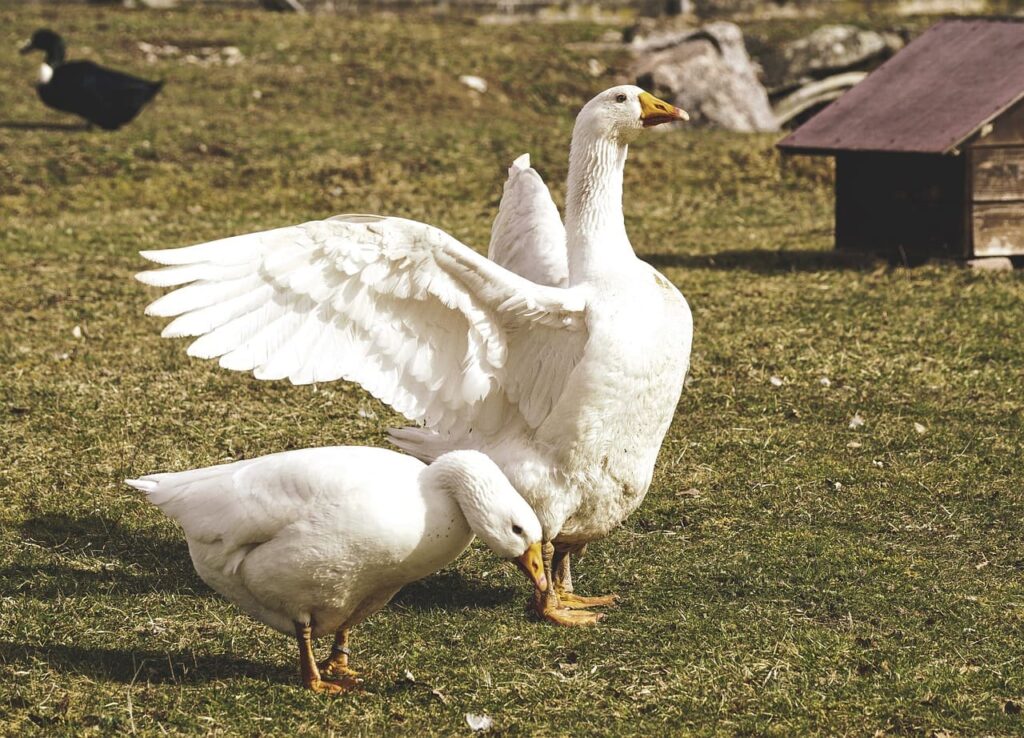 How to Take Care of a Pet Duck: Fact Sheet & Advice | The Vet Desk