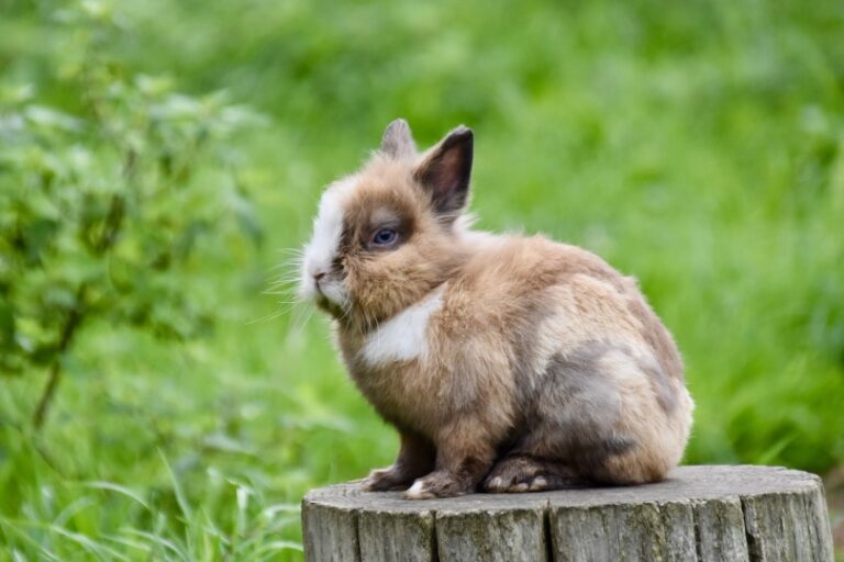 How Long Do Dwarf Rabbits Live? Vet-Reviewed Average Lifespan, Data ...
