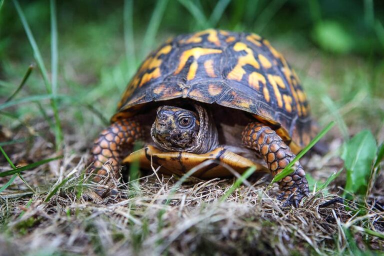 7 Fascinating Facts About a Turtle’s Shell (Vet-Verified) | The Vet Desk