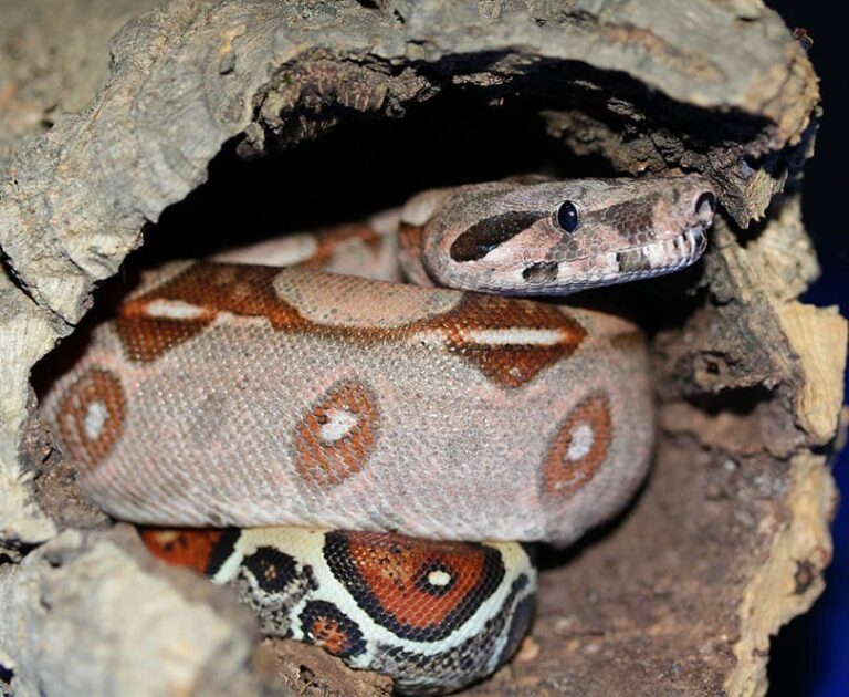 Do Snakes Hibernate in the Winter? Facts & FAQ | The Vet Desk