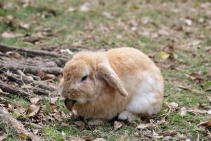 5 Common Rabbit Body Types: Vet-Reviewed Info & Pictures | The Vet Desk