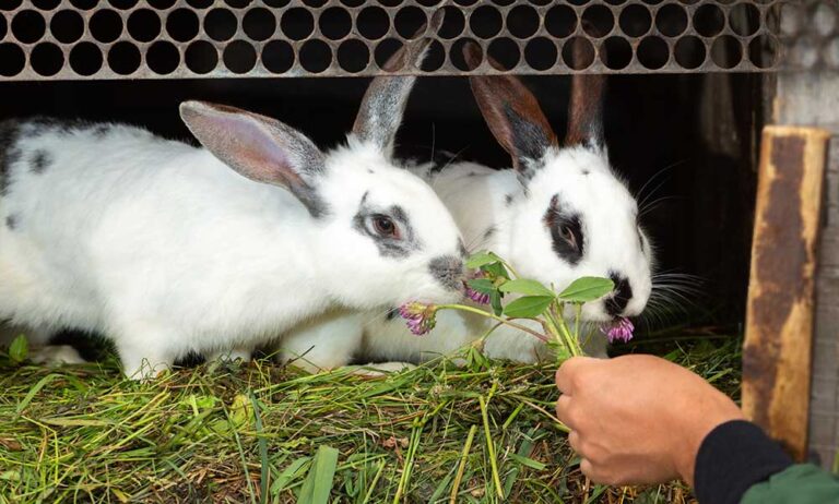 How Long Do Pet Rabbits Live? Vet-Verified Average Lifespan, Data ...