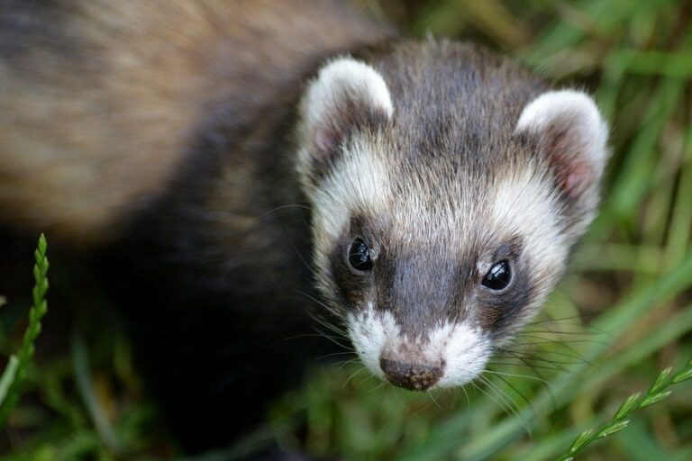 How Much Does a Ferret Cost? 2025 Update | The Vet Desk