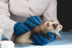 Do Ferrets Need Vaccination Shots? Vet-Approved Facts | The Vet Desk