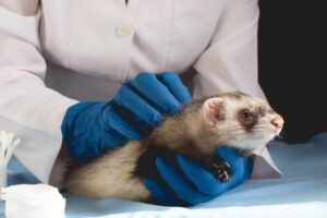 Do Ferrets Need Vaccination Shots? Vet-Approved Facts | The Vet Desk