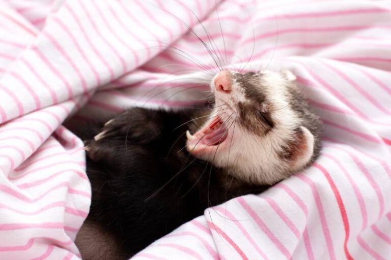 Do Ferrets Smell? Our Vet Offers Hygiene & Odor Control Tips | The Vet Desk