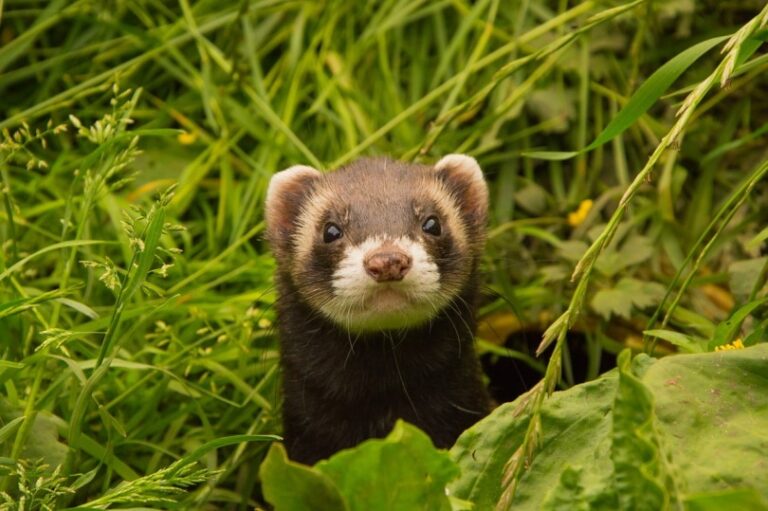 What Do Ferrets Eat in the Wild & as Pets? Vet-Verified Diet & Health ...