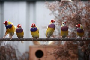Top 7 Quiet Pet Birds Species (With Info & Pictures) | The Vet Desk