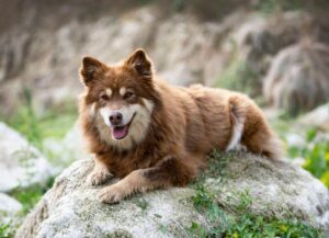Finnish Lapphund Dog Breed: Info, Pictures, Care & More | The Vet Desk
