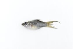 Fin Rot in Goldfish: Symptoms, Treatment & Prevention | The Vet Desk